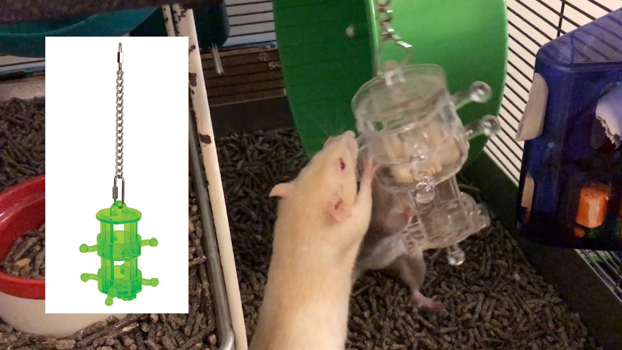 Rat Foraging Friday #23 (Nature's Instinct Foragewise Snack Rack) - YouTube