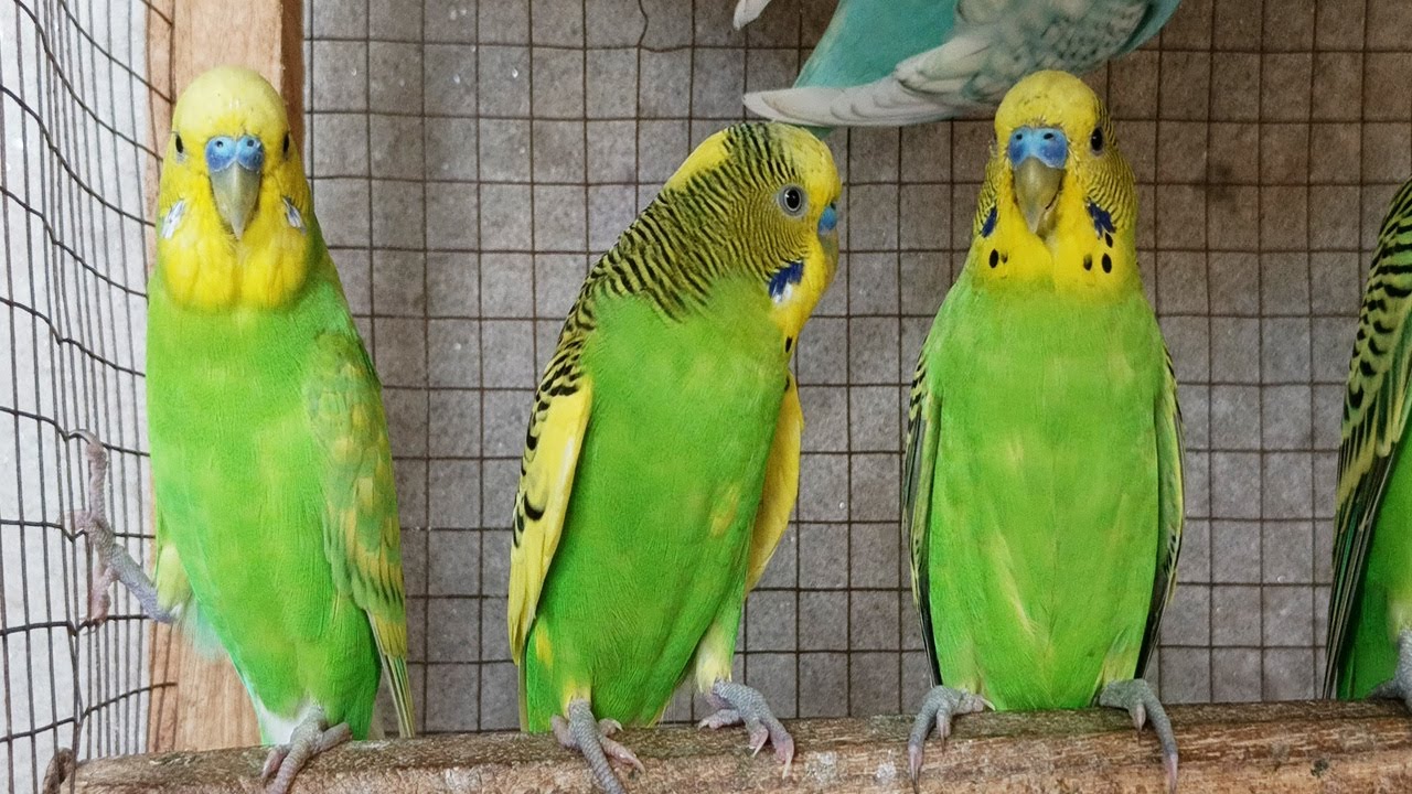 3 Hours of Happy Parakeet Sounds 🐦 | Relaxing Bird Chirping for Calm ...