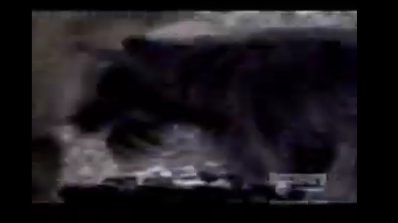 Animal Face Off Cougar vs Gray Wolf - YouTube