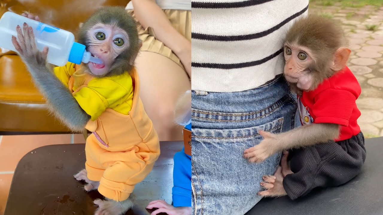 Lovely moments of Pika monkeys and other animal. P111 - YouTube