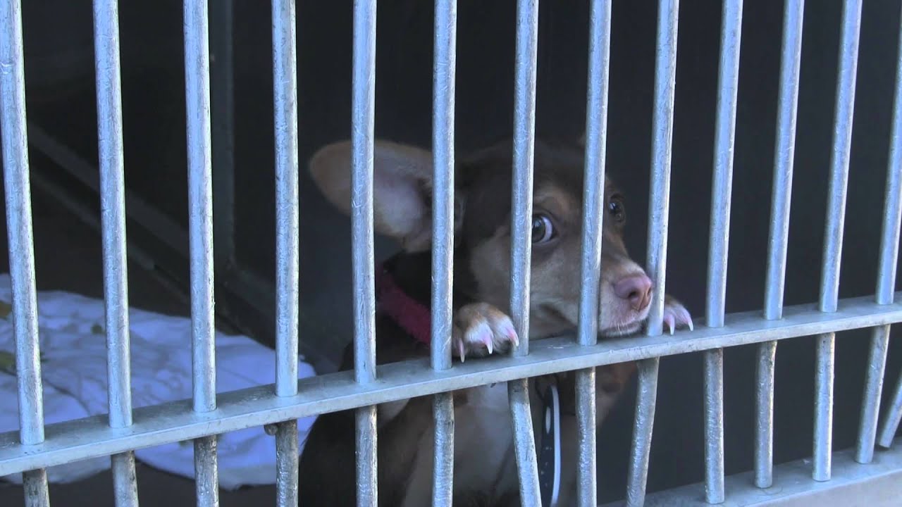Animal Abuse PSA - YouTube