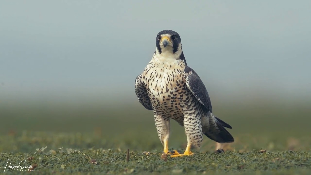 Presenting “Bugatti Chiron” of birds. Peregrine “The Falcon” - YouTube