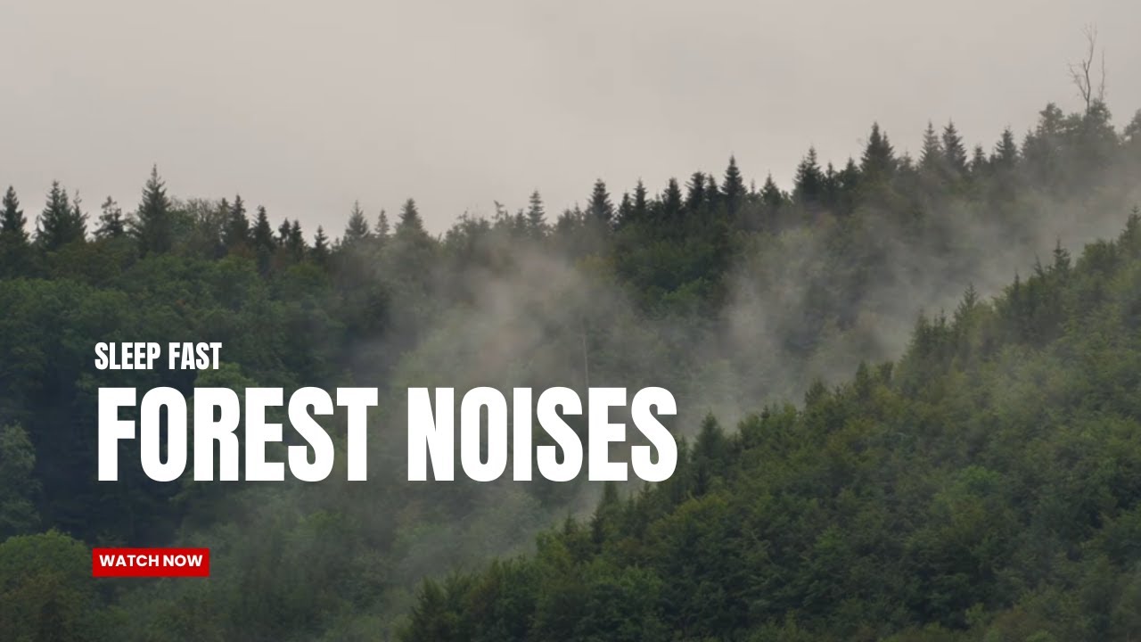 Cozy Forest Sounds & Noises - FALL ASLEEP FAST - - YouTube