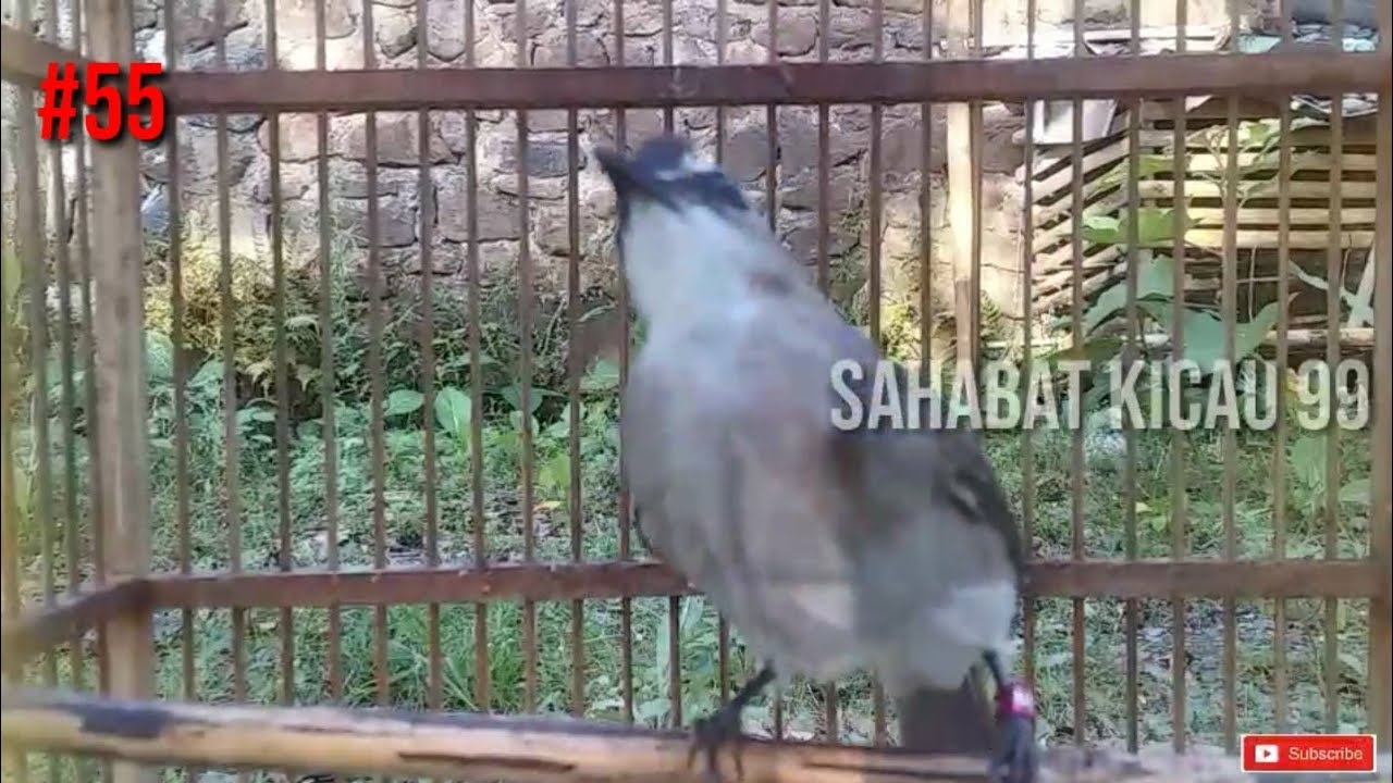 kicau burung trucukan#55@sahabat kicau 99 - YouTube
