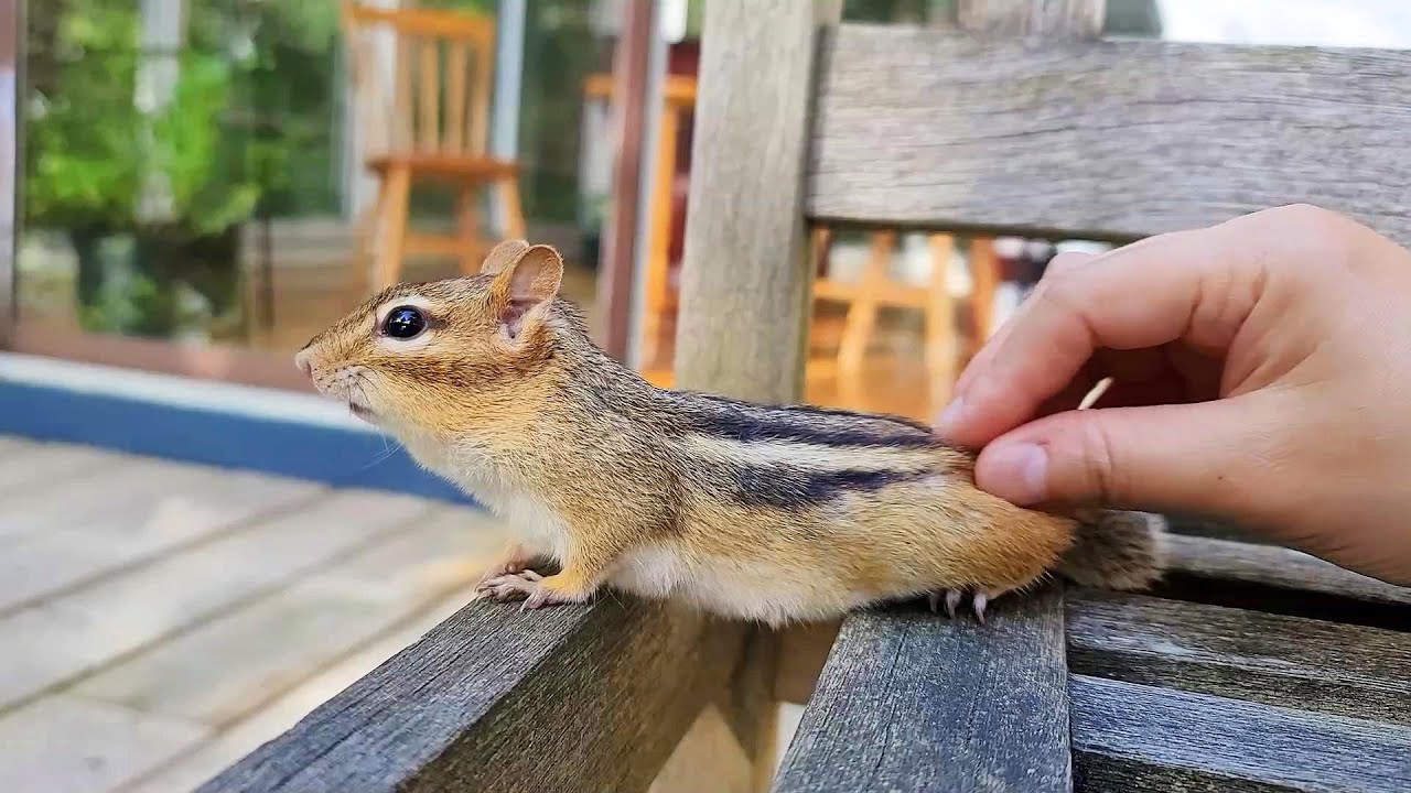 다람쥐가 마사지 받는 완벽한 자세 Perfect Chipmunk Pose For Back Massage - YouTube