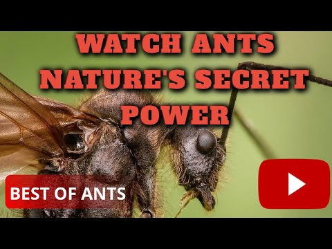 Ant Documentary - YouTube