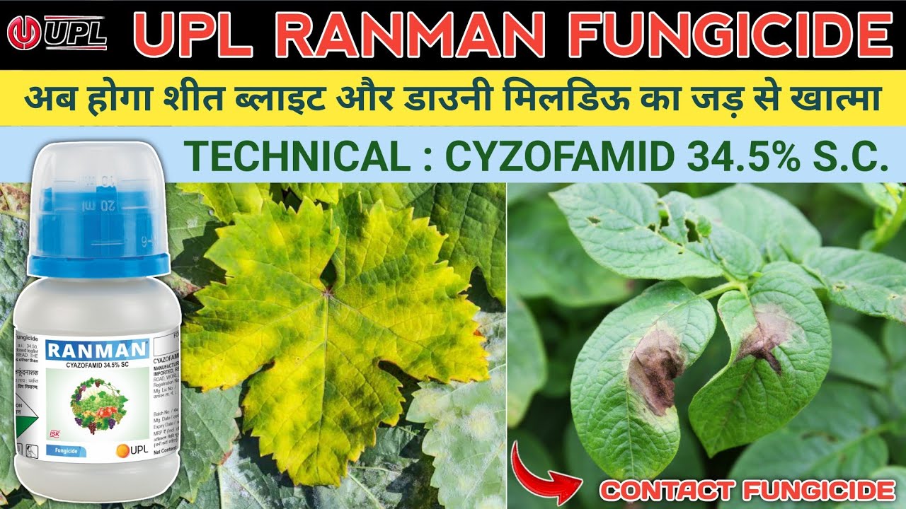ranman fungicide | UPL | cyzofamid 34.5% s.c. | पूरी जानकारी हिंदी में ...