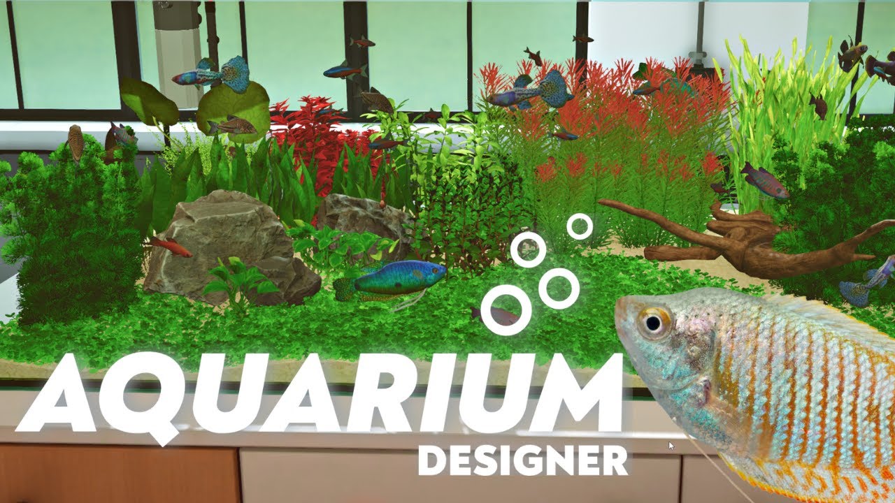 shoving-chiclids-in-a-small-tank-aquarium-designer-ep-3-youtube