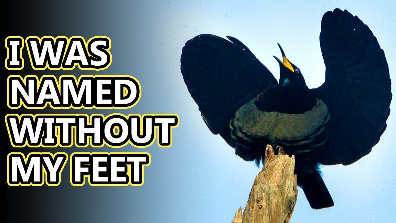 Bird of Paradise facts: the prettiest birds alive? | Animal Fact Files ...