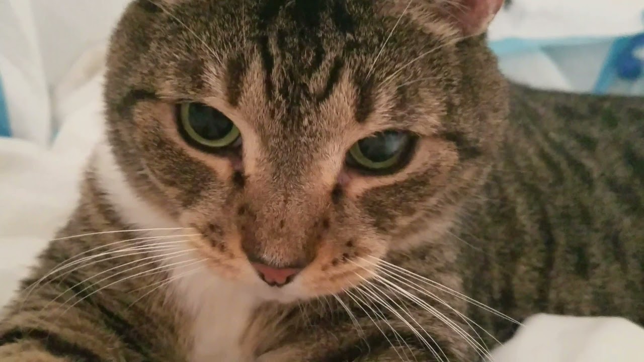 Chai Chai, the beautiful cat - YouTube