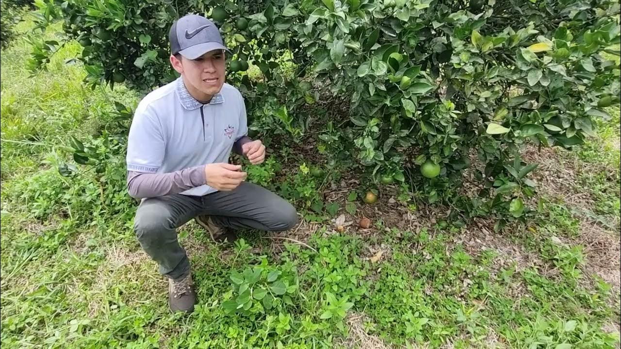 Factores En La Precosecha Cosecha Y Postcosecha Del Cultivo De Naranja