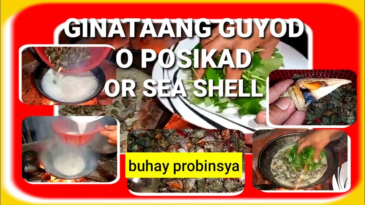 Ginataang guyod or posikad || sea shell || buhay probinsya - YouTube