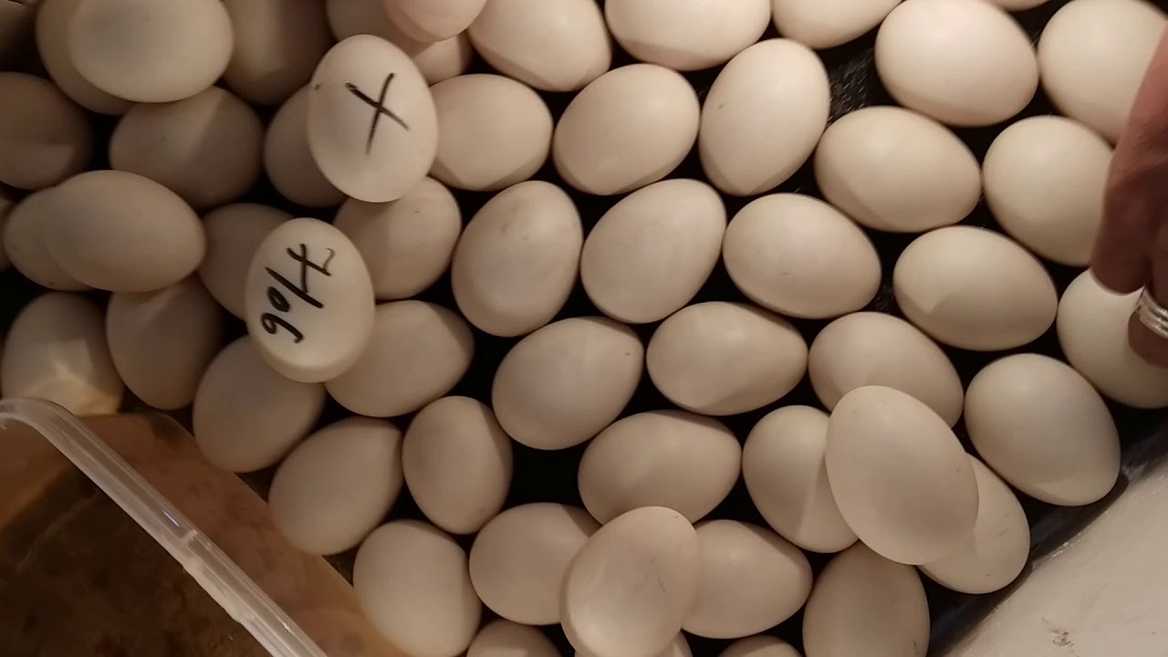 Ducks eggs hatching( Home made incubator) - YouTube