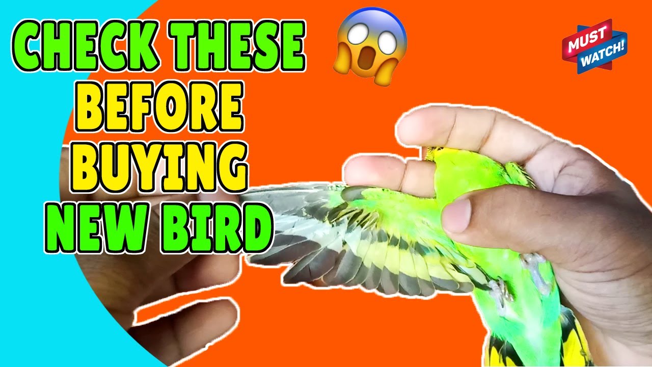 CHECK BEFORE BUYING NEW BIRD! New Bird Buying Tips | What to see before ...