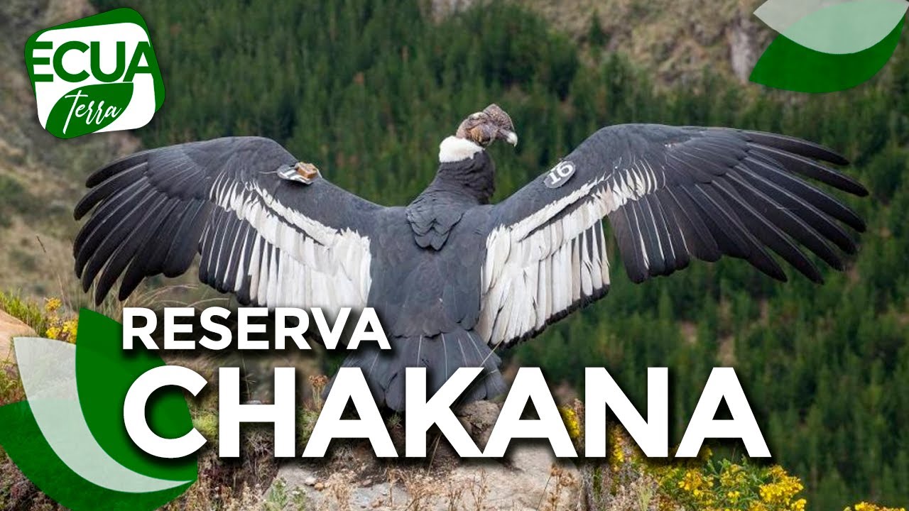 Ecuaterra🌱 | Reserva Chakana: Mega volcán que se convirtió en hogar del ...