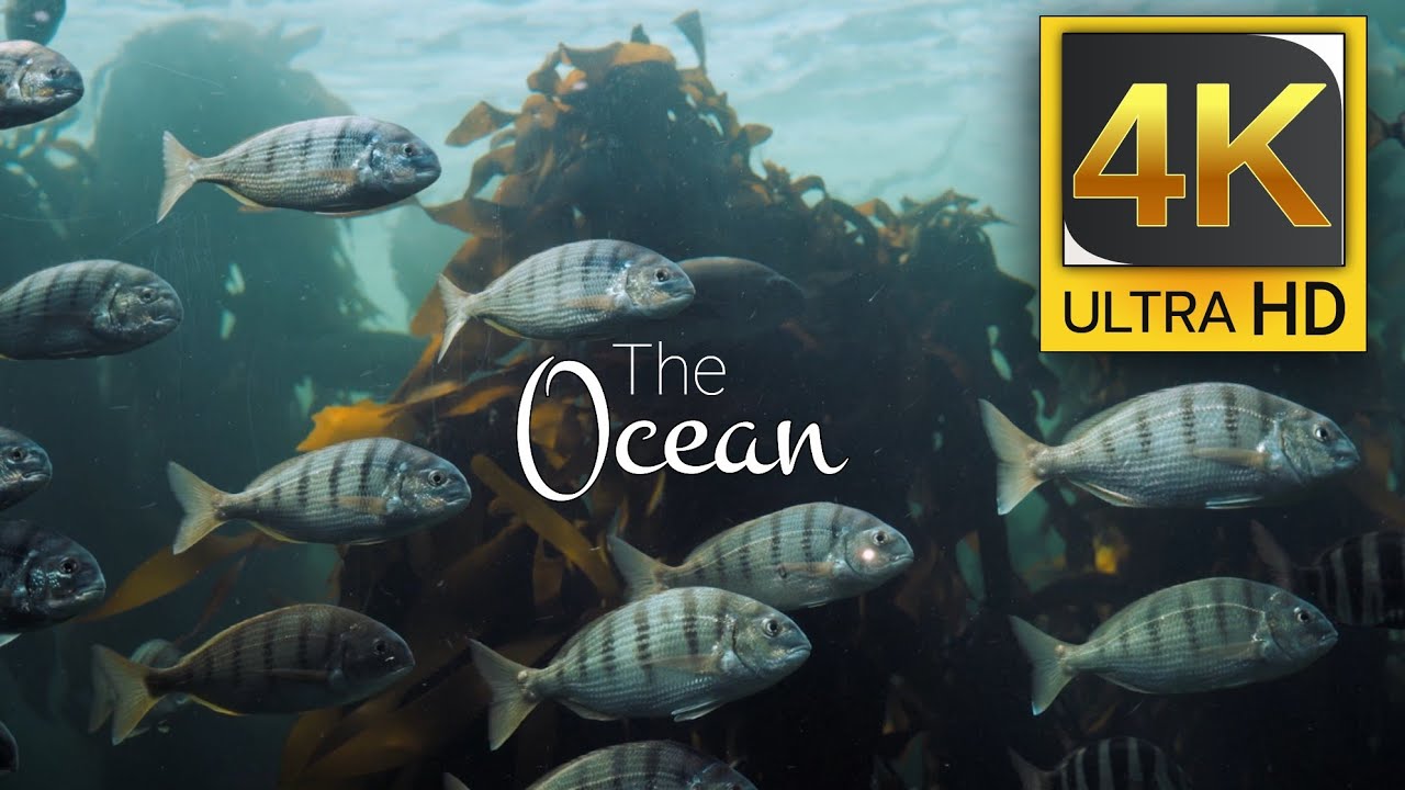 The Ocean 4K - Scenic Wildlife Film - YouTube