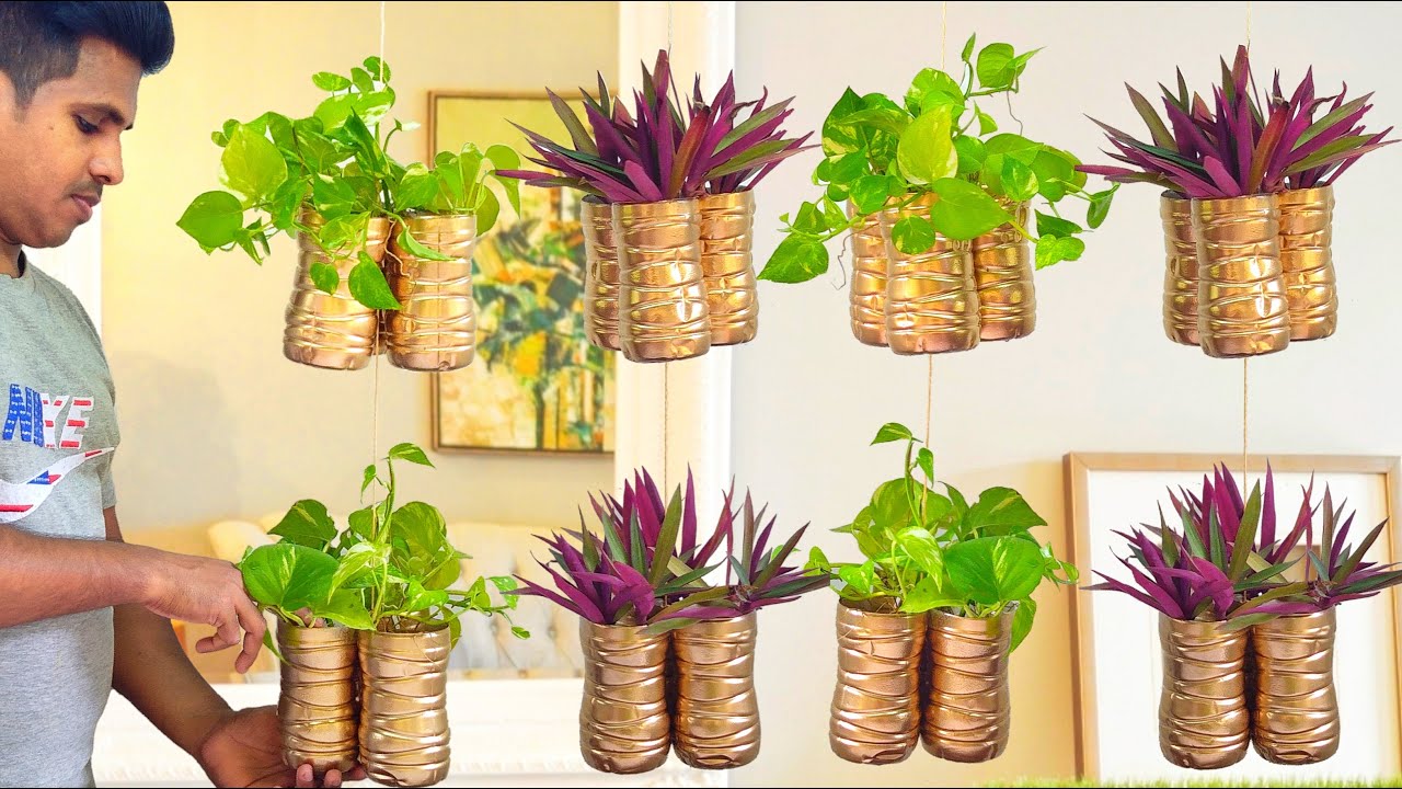 Hanging money plant make your home /money tree /money tree plant ...