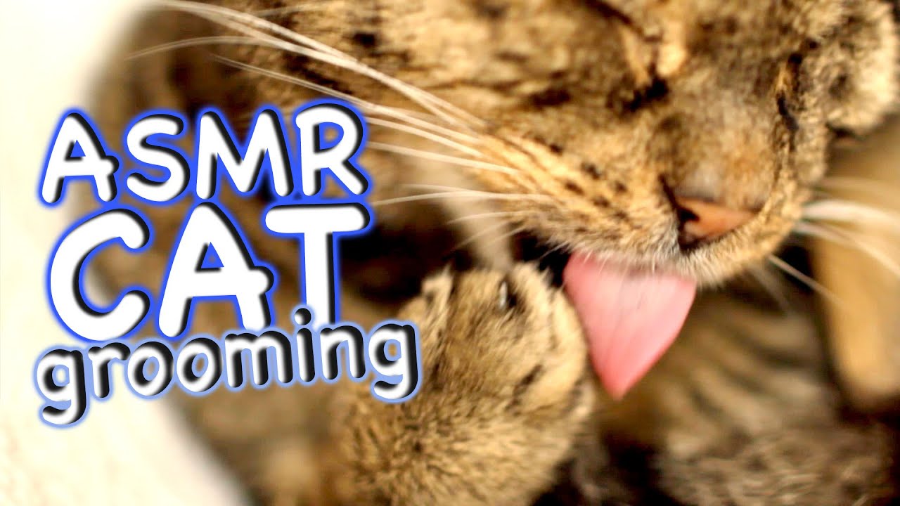 ASMR Cat - Grooming #34 - YouTube