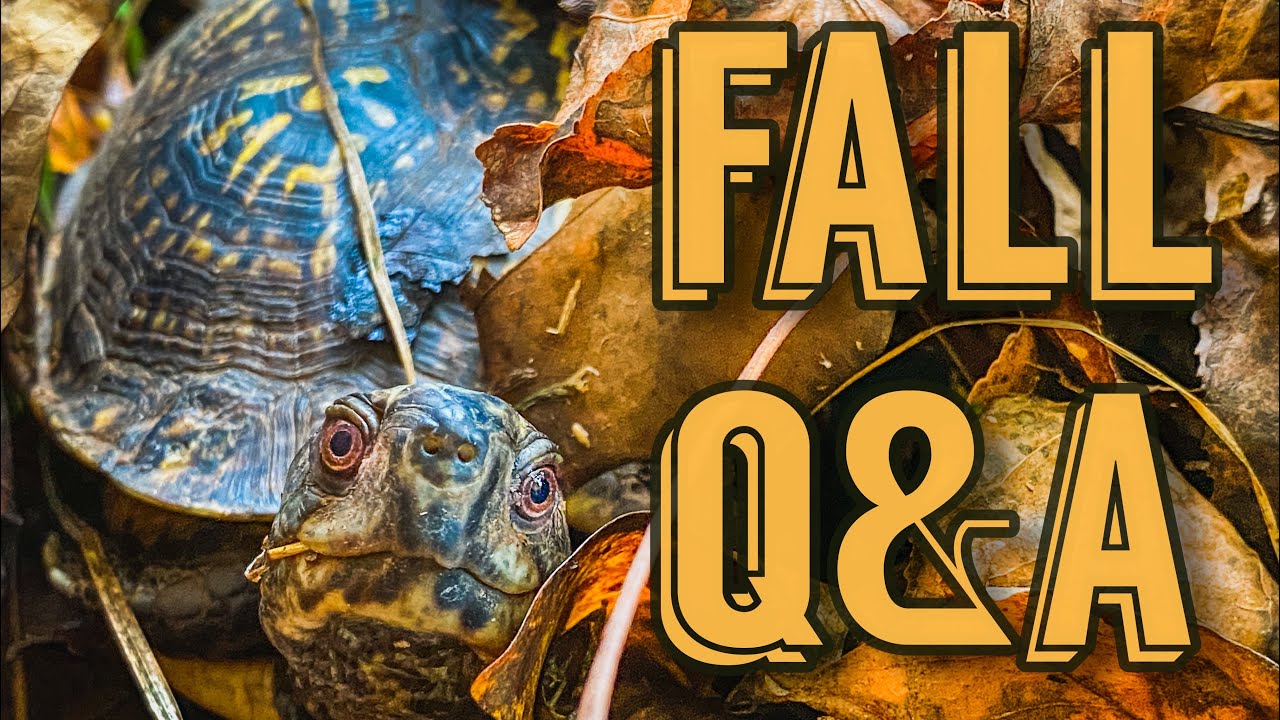 How Do I Prepare My Turtles for Fall? October QandA - YouTube