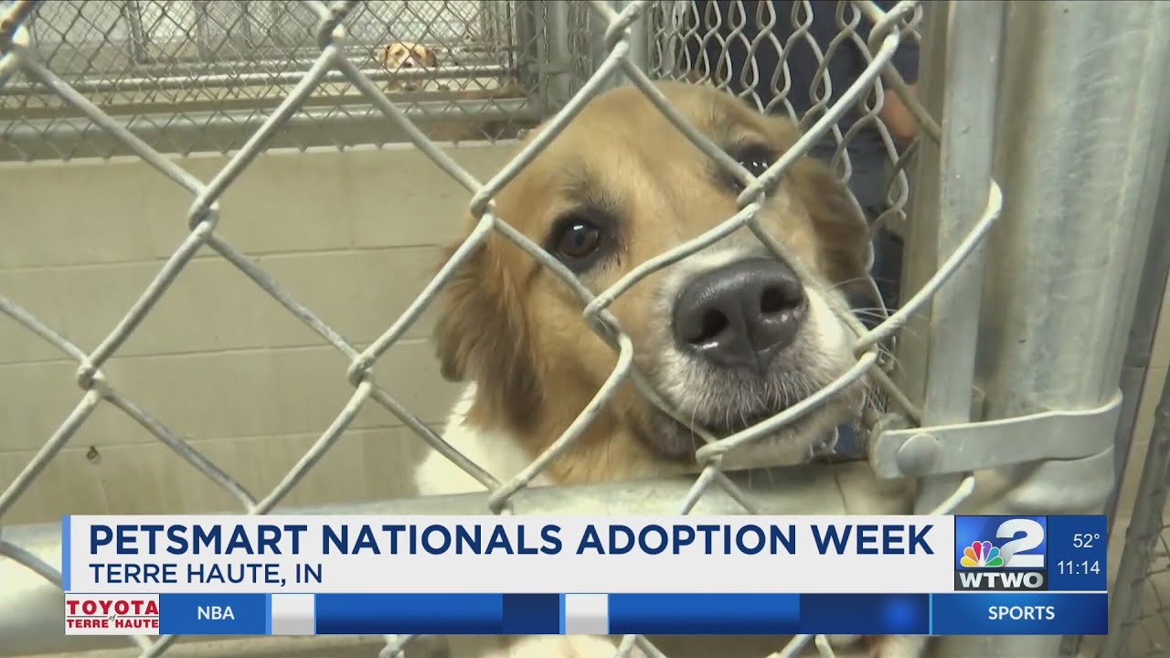 PetSmart National Adoption Week Helps Local Shelters Find Forever Homes ...