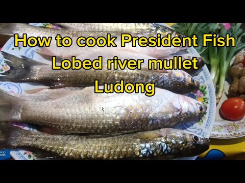 How to cook President Fish,Lobed river mullet or Ludong(@Renantevlog1 ...
