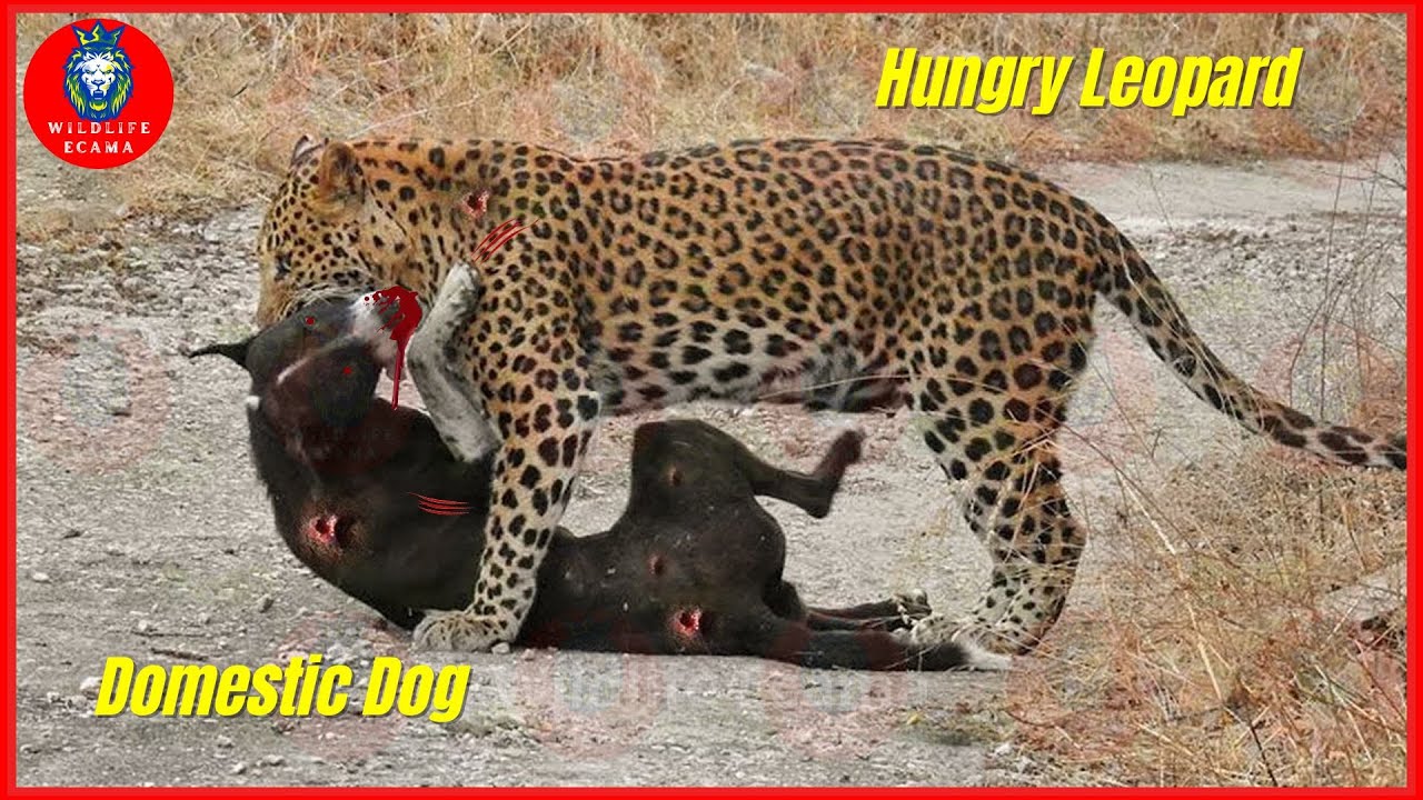 23 Moments When Hungry Leopards Broke Into People's Houses to Hunt Dogs ...