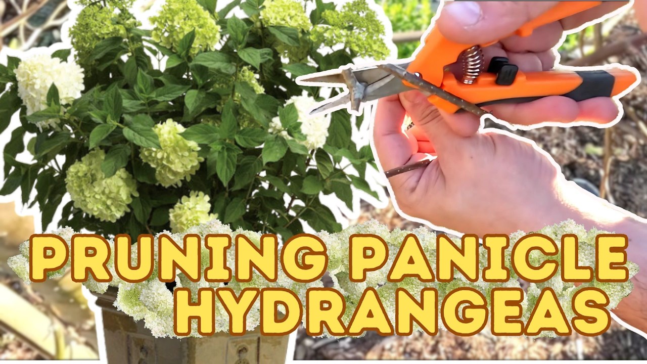 How to Prune Panicle Hydrangeas - YouTube