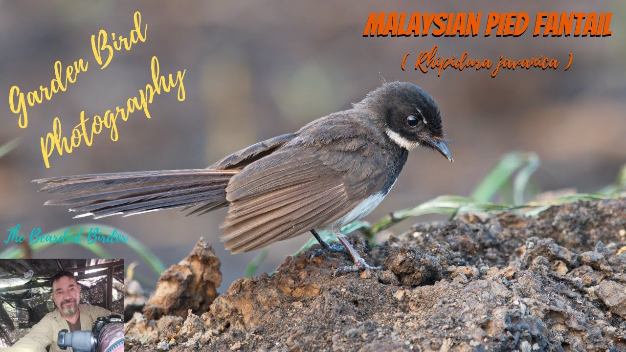 Amazing Birds of Thailand || Malaysian Pied Fantail ( Rhipidura ...