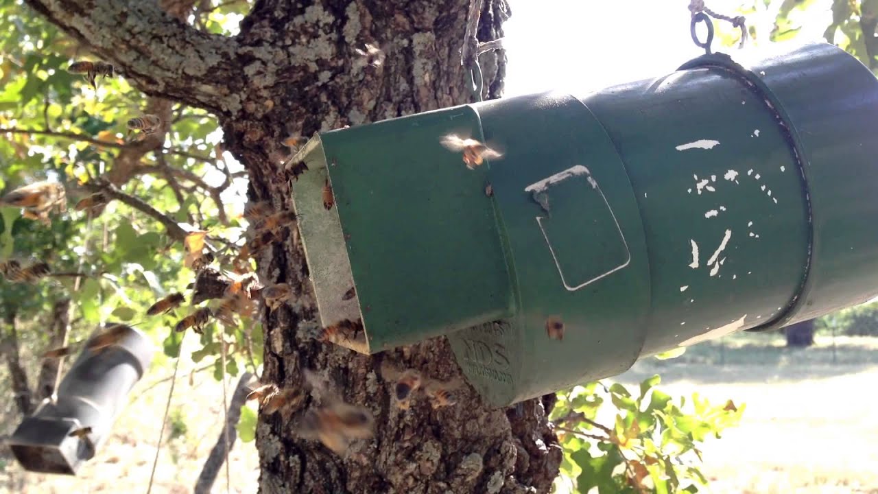 Pollen substitute feeder - YouTube