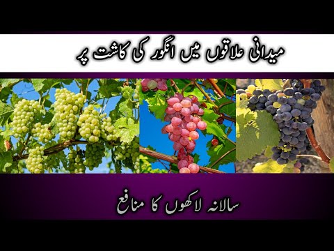 Angoor ki Kasht in Pakistan | Grape Farming in Pakistan | MIK Garden ...