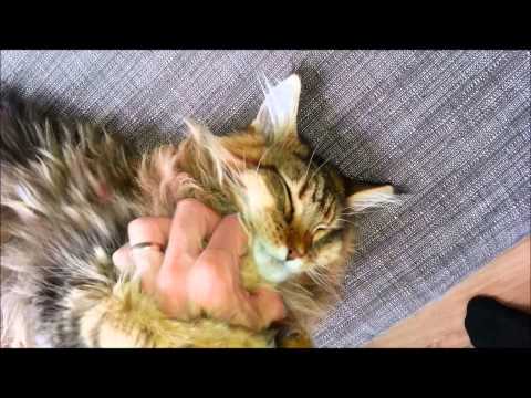 How to train your tiger - Tickling (Season 1 Episode 6)