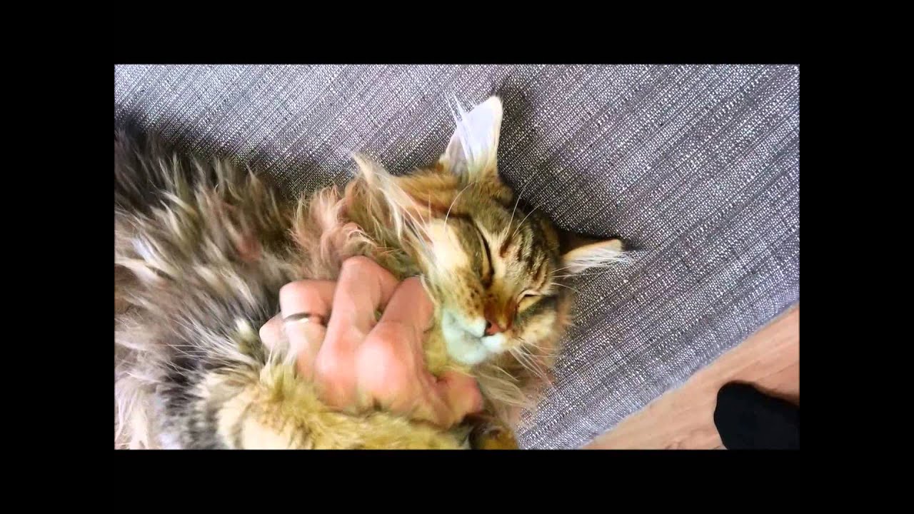 How to train your tiger - Tickling (Season 1 Episode 6) - YouTube