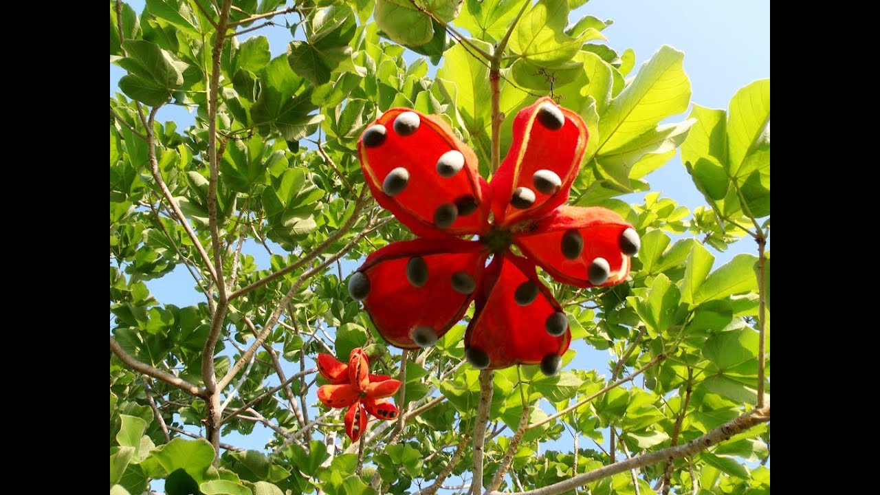 Germinando Sementes da Castanha Chichá, Amêndoa Xixá (Sterculia chicha ...