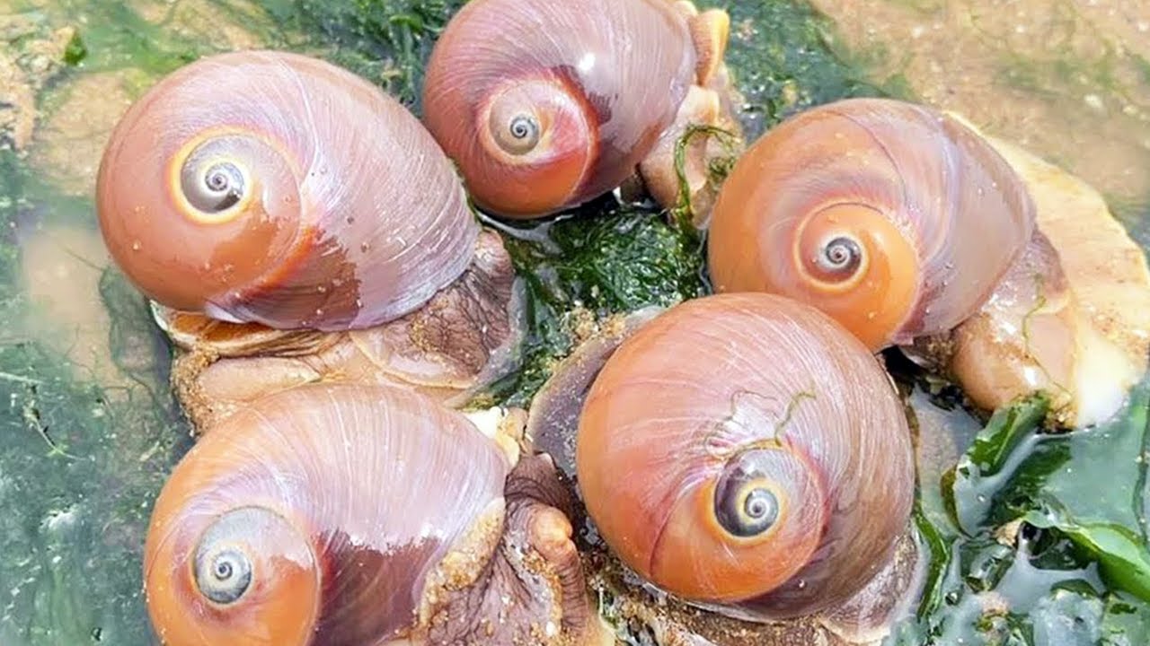 Cat's Eye Snails & Scallops Cat's Eye Snails in Flocks! - YouTube