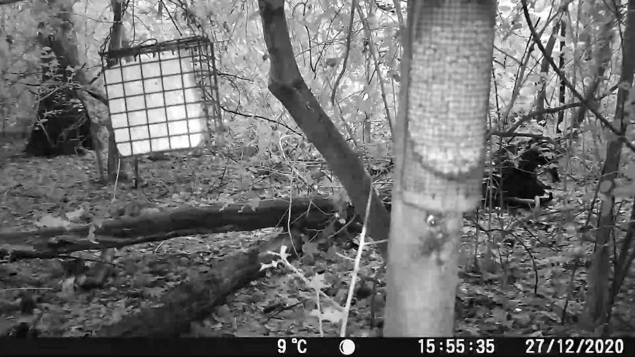 Night-time Creatures! 🐾🦊🦌🦡 - YouTube