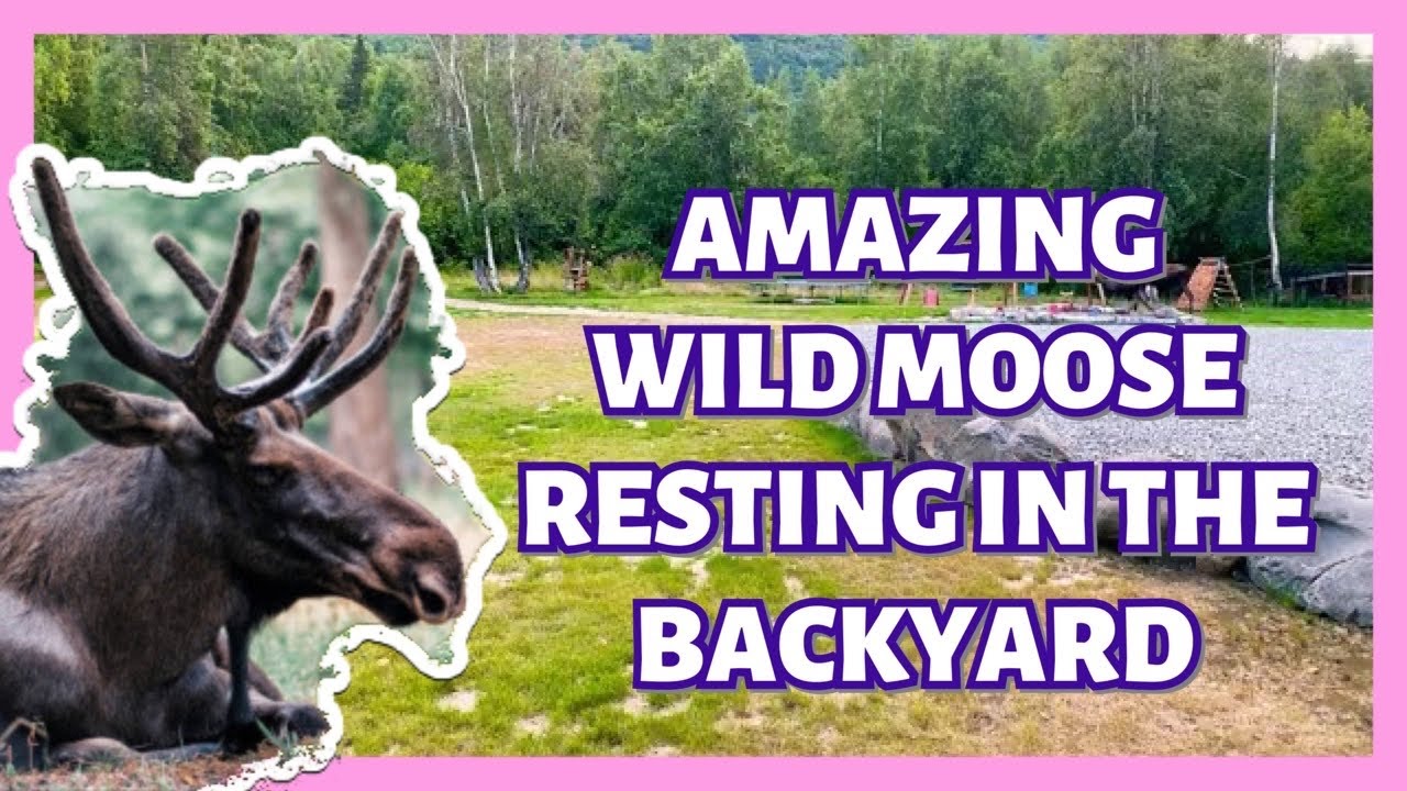 🧸☀️AMAZING AND BEAUTIFUL 🧸☀️DAY || WILD MOOSE RELAXING IN THE BACKYARD ...