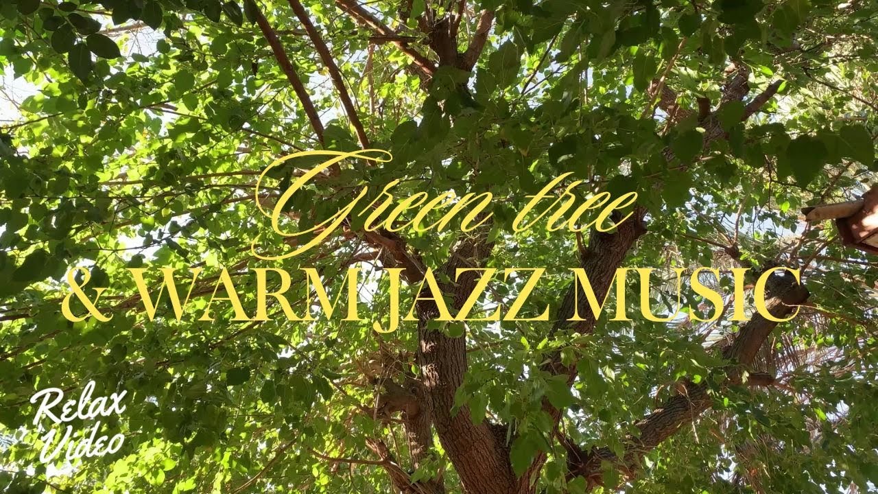 Warm Jazz Music & Green Tree - YouTube