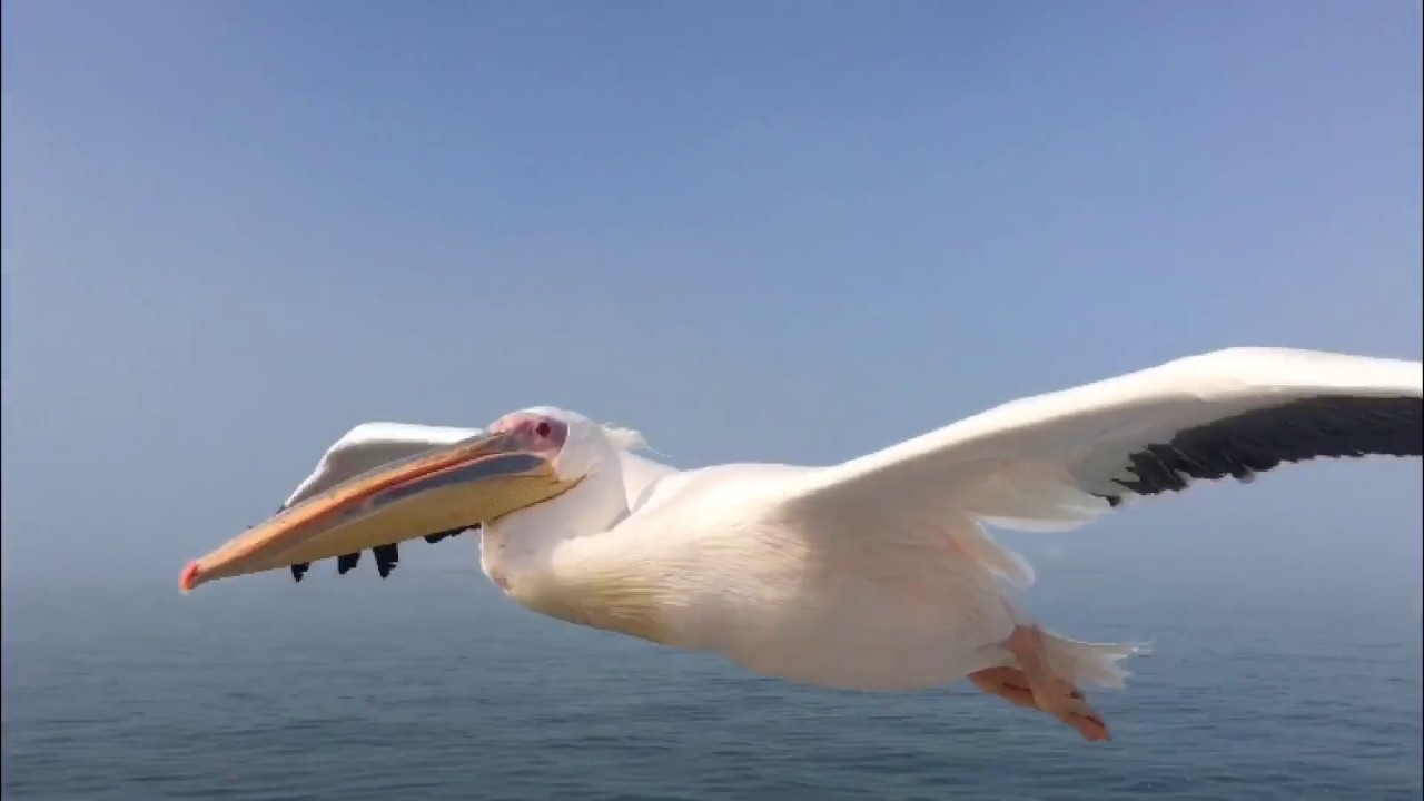 Pelican learns to fly to you - YouTube