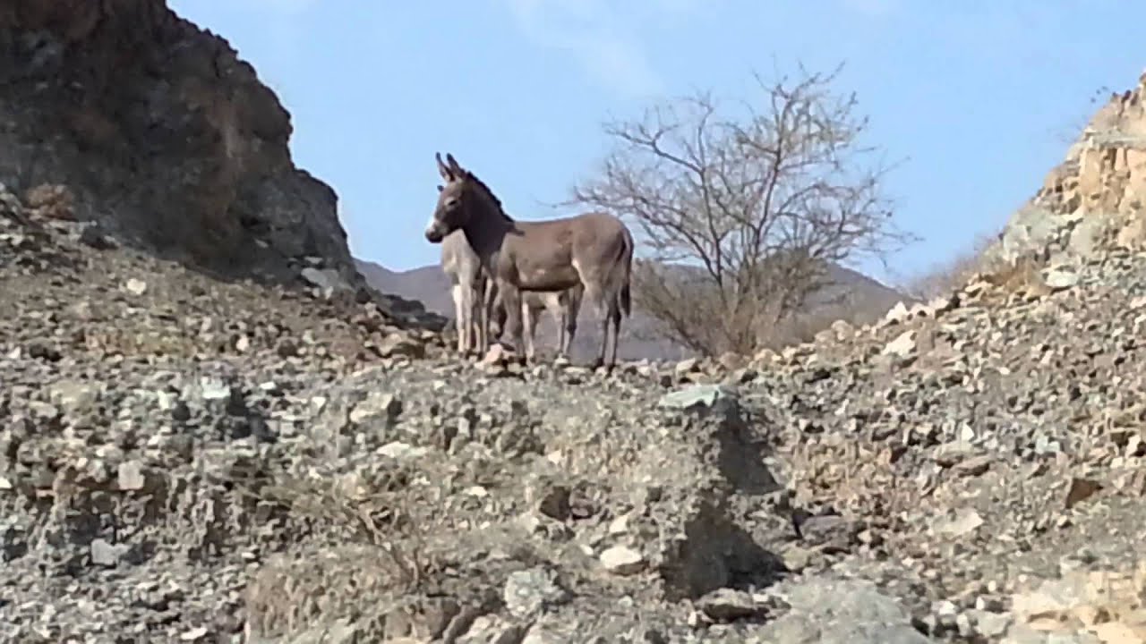 Arabian Wild Donkeys at Bithna Fujairah UAE - YouTube