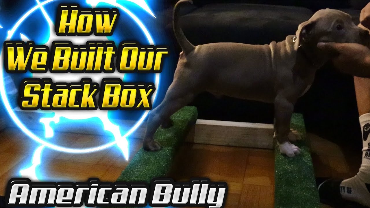 American Bully How We Built Our New Stack Box For The American Bullies ...