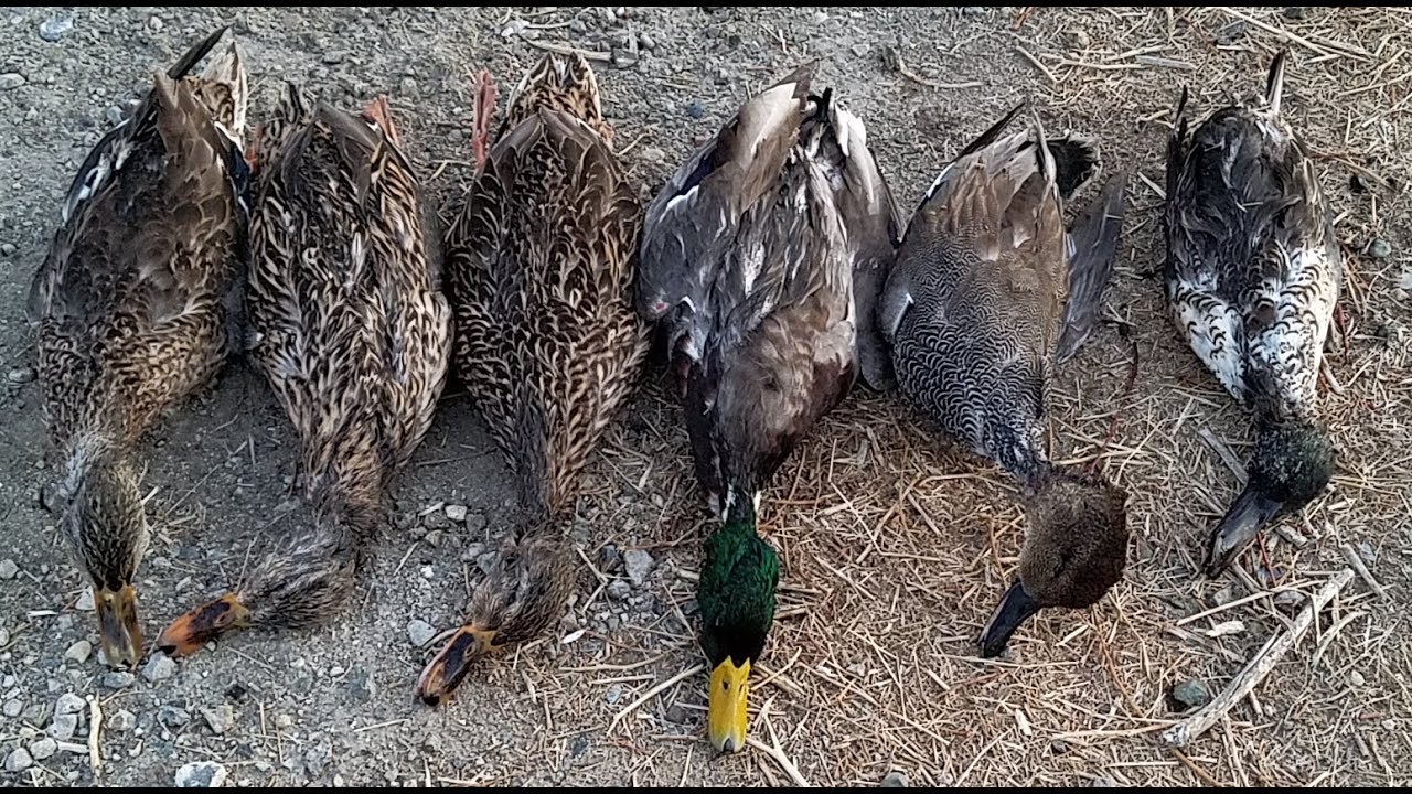 Duck Hunting Mendota Wild Life - YouTube