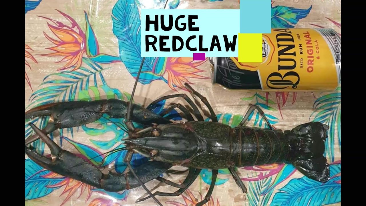 BASSFISHING REDCLAW CRAYFISH SHOWREEL COLLECTION REDCLAW QUEENSLAND ...