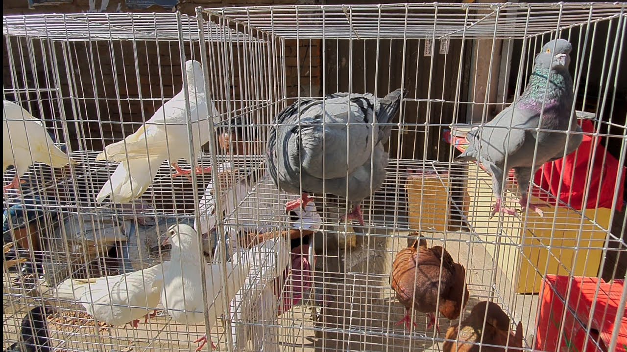 Best And Biggest Pigeon Market In Mirpur -1|Top Fancy Pigeons - YouTube