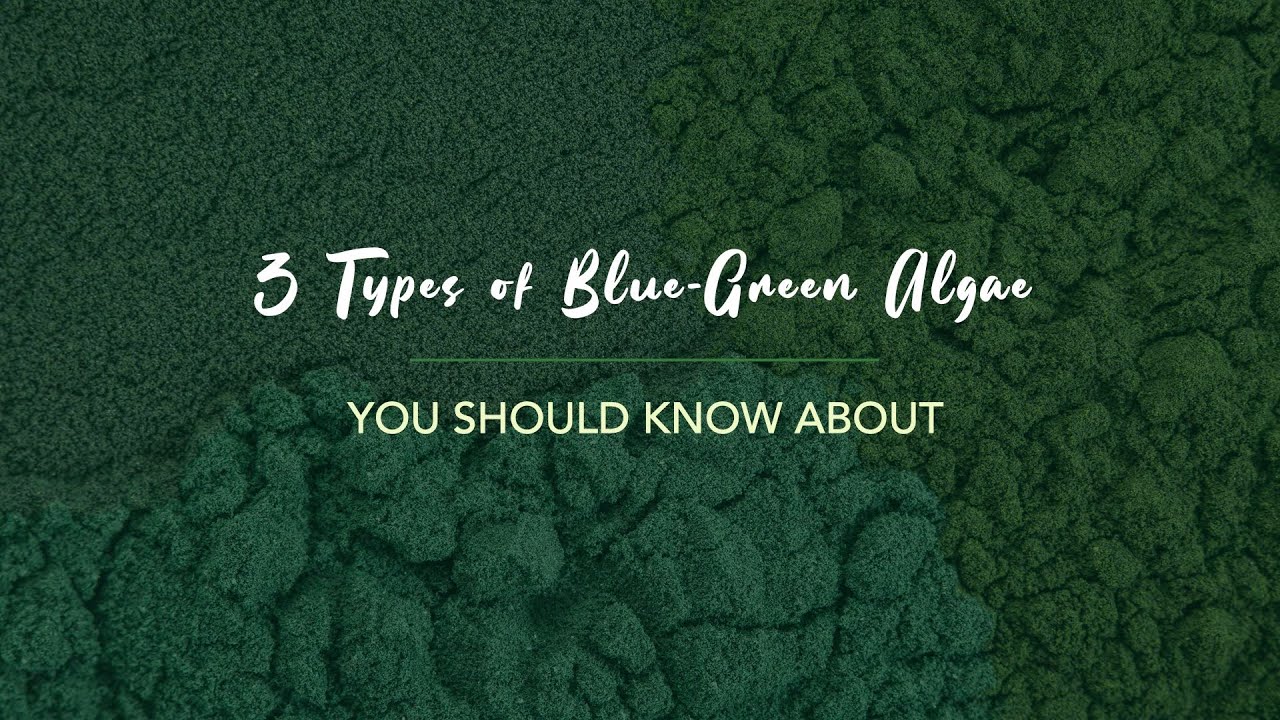 3 Types of Blue-Green Algae You Should Know About - YouTube