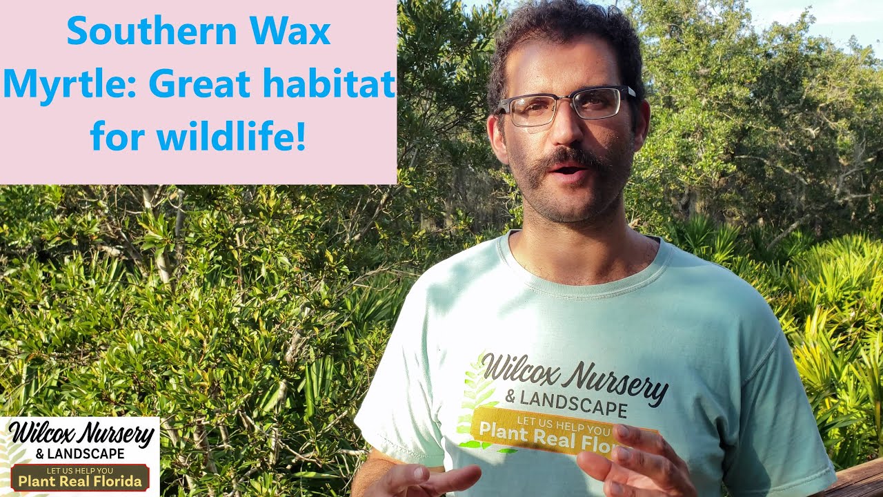 Florida Native Plants: Wax Myrtle - YouTube