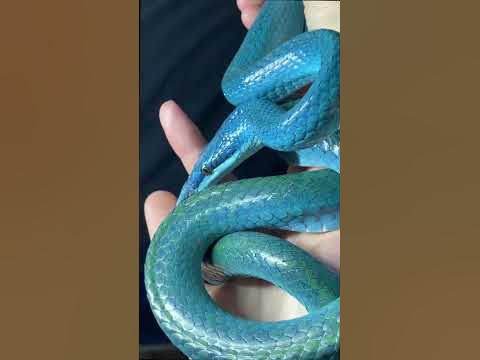 IS THIS THE MOST BEAUTIFUL BLUE SNAKE IN THE WORLD?! Rhinoceros Rat ...