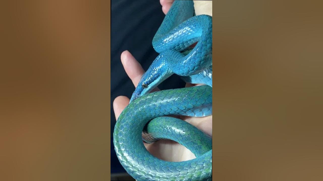 IS THIS THE MOST BEAUTIFUL BLUE SNAKE IN THE WORLD?! Rhinoceros Rat ...