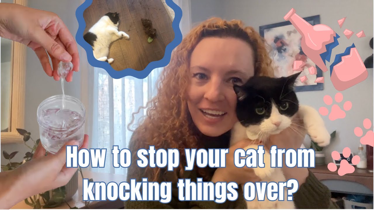 Stop Cats Knocking Things Over FOREVER! 🐾 Cat Hacks 🐾 - YouTube