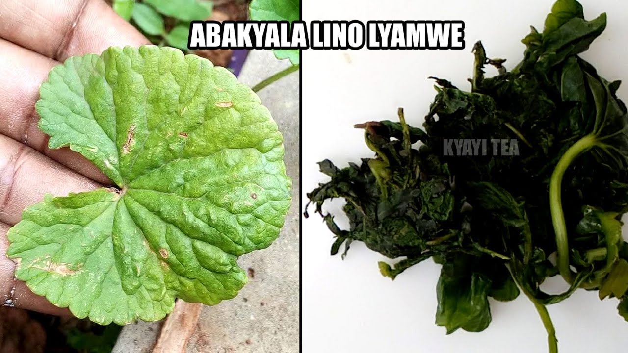 Okusika Omusino oba Akajanjalo ne Nfuli Eddagala Lirino - YouTube