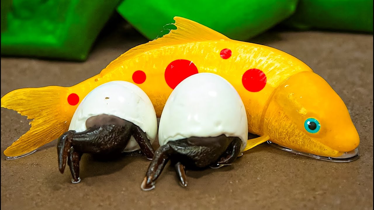 Giant Frog fights with Koi Fish, Eel, Colorful Carp, Crabs, Rainbow ...